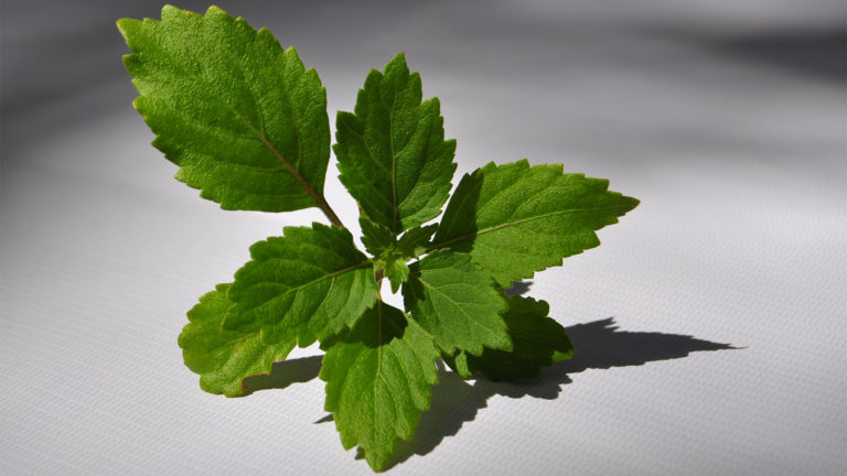 The 100 Best Philippine Medicinal Plants | Health Futures Foundations, Inc.