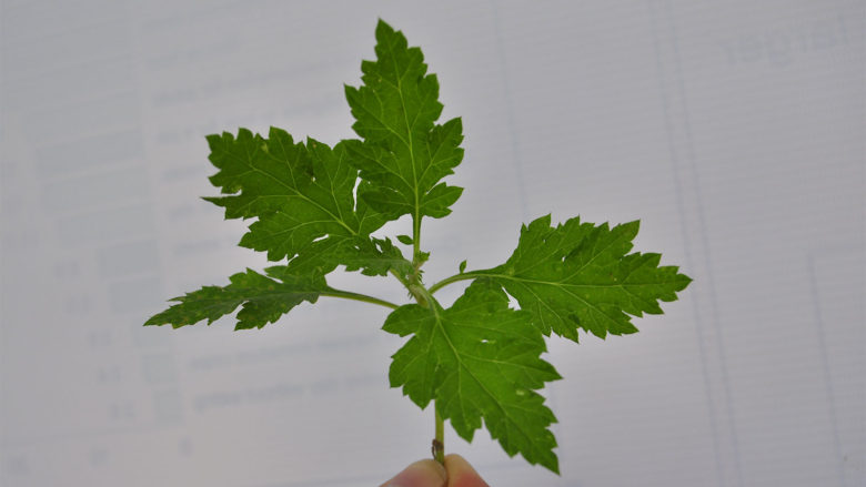 The 100 Best Philippine Medicinal Plants | Health Futures Foundations, Inc.