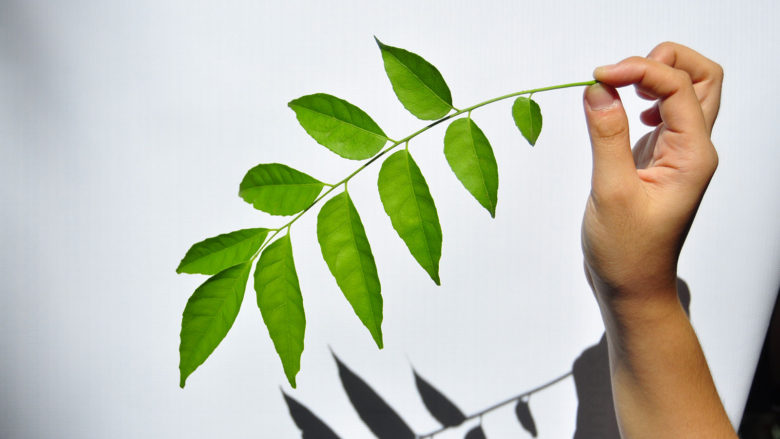 The 100 Best Philippine Medicinal Plants | Health Futures Foundations, Inc.